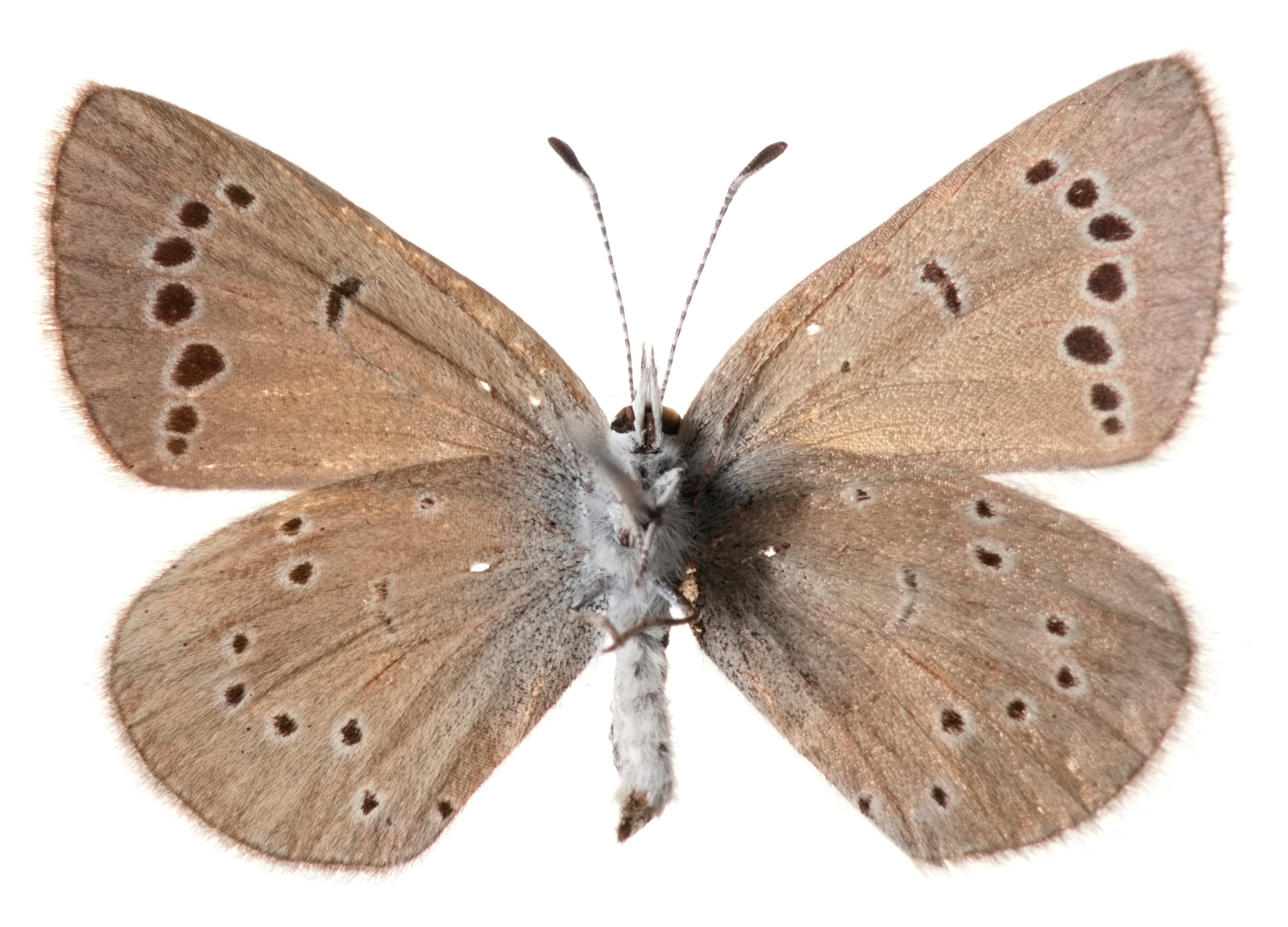 Species Page: Silvery Blue (Glaucopsyche lygdamus) – Nebraska ...