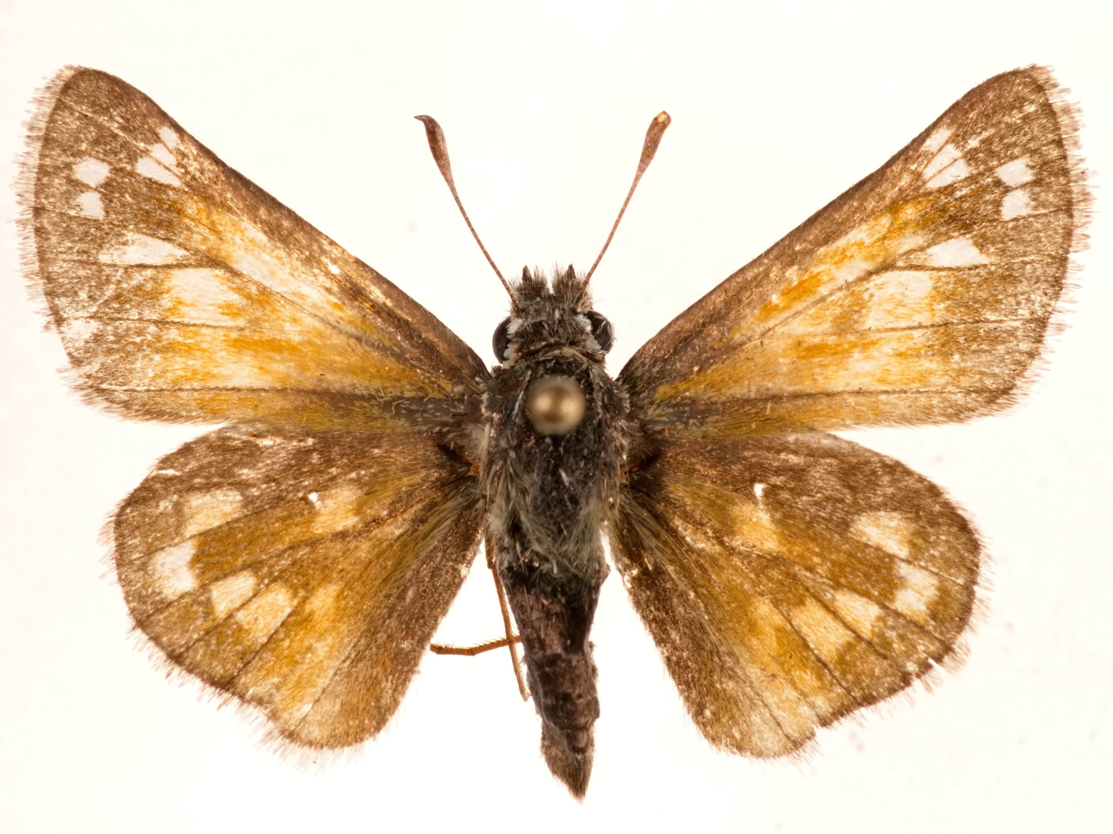 Species Page: Juba Skipper (Hesperia juba) – Nebraska Lepidoptera: A ...