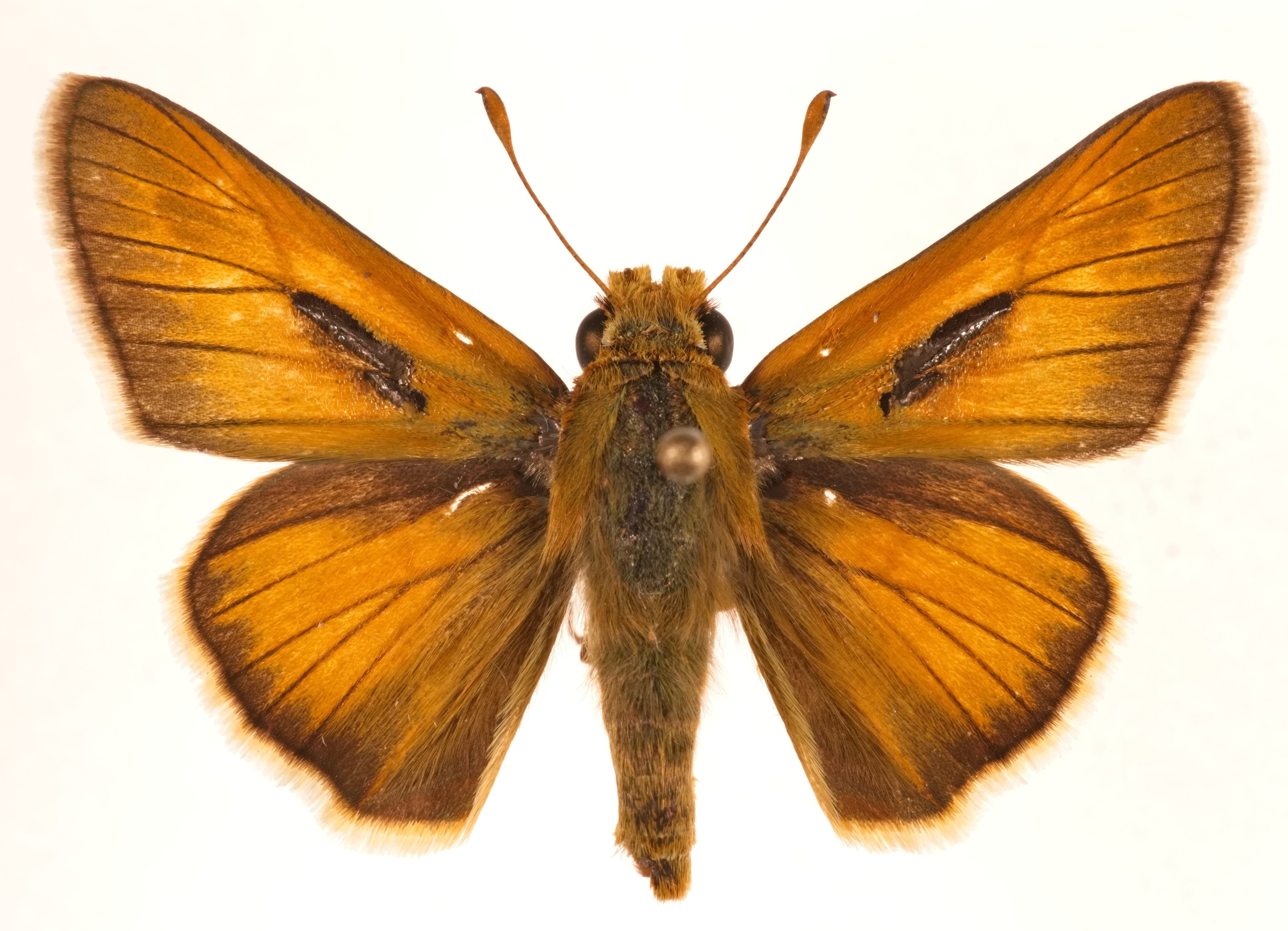Species Page: Ottoe Skipper (Hesperia ottoe) – Nebraska Lepidoptera: A ...