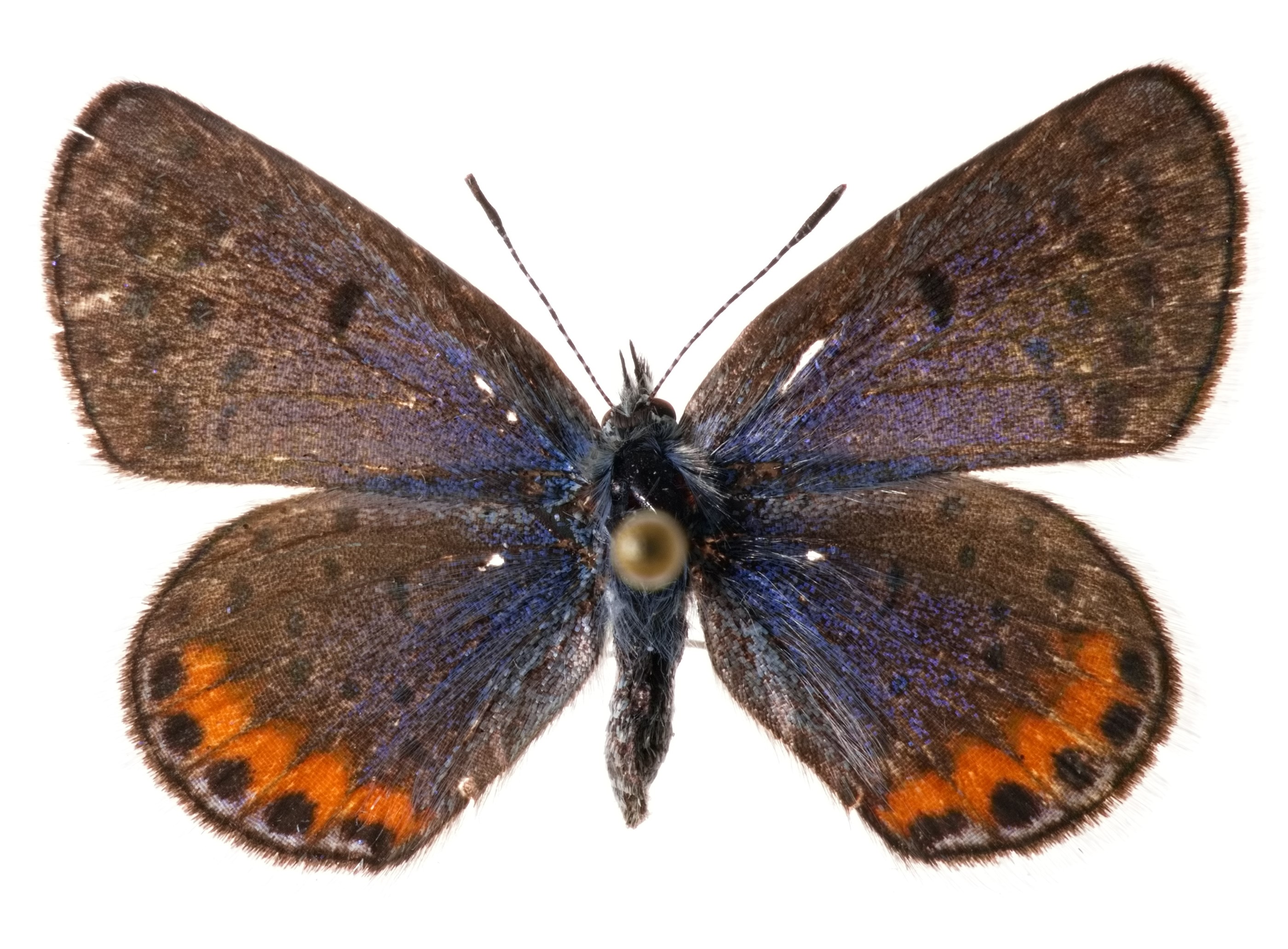 Species Page: Lupine Blue (Icaricia lupini) – Nebraska Lepidoptera: A ...
