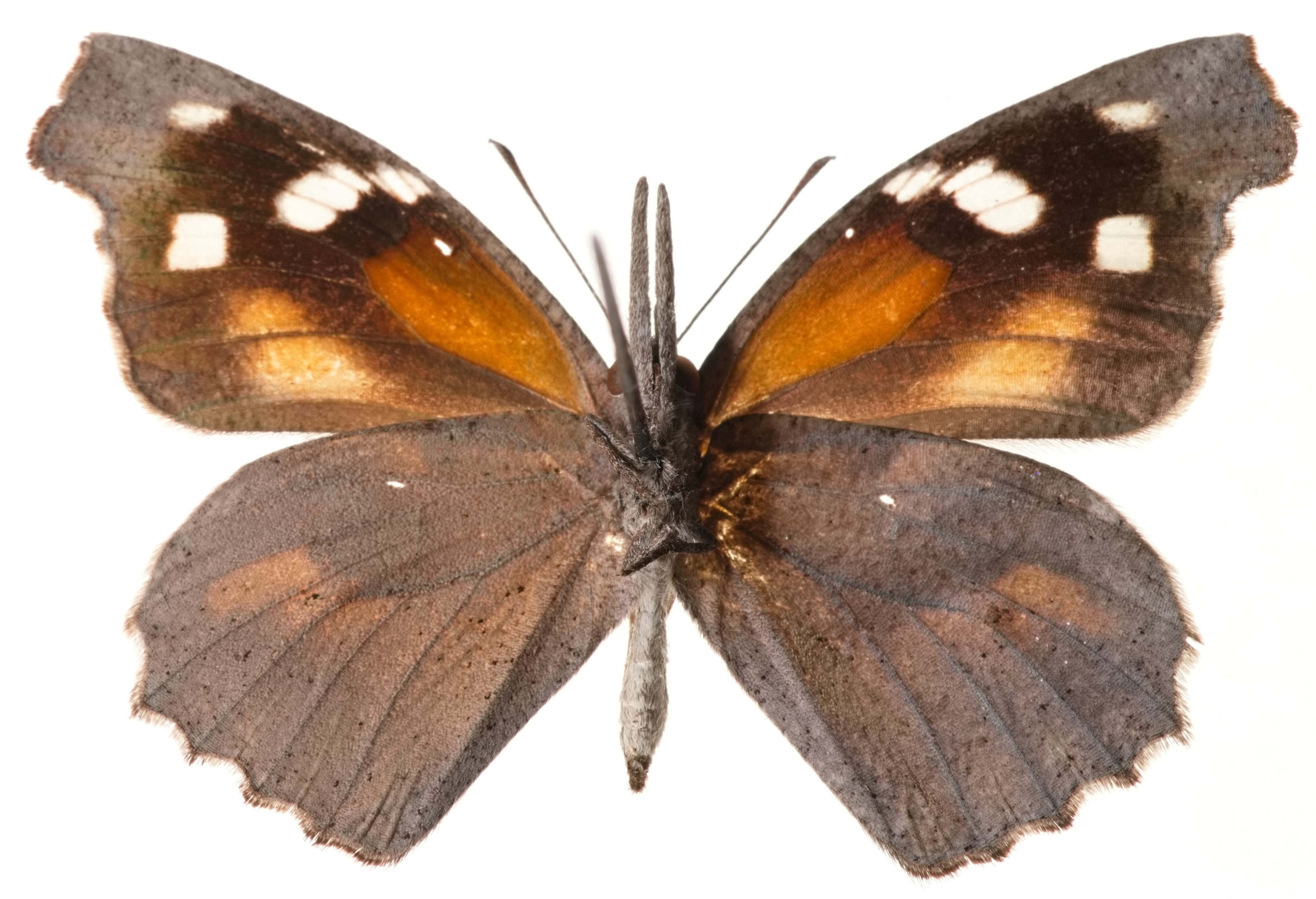 Species Page: Snout Butterfly (Libytheana carinenta) – Nebraska ...