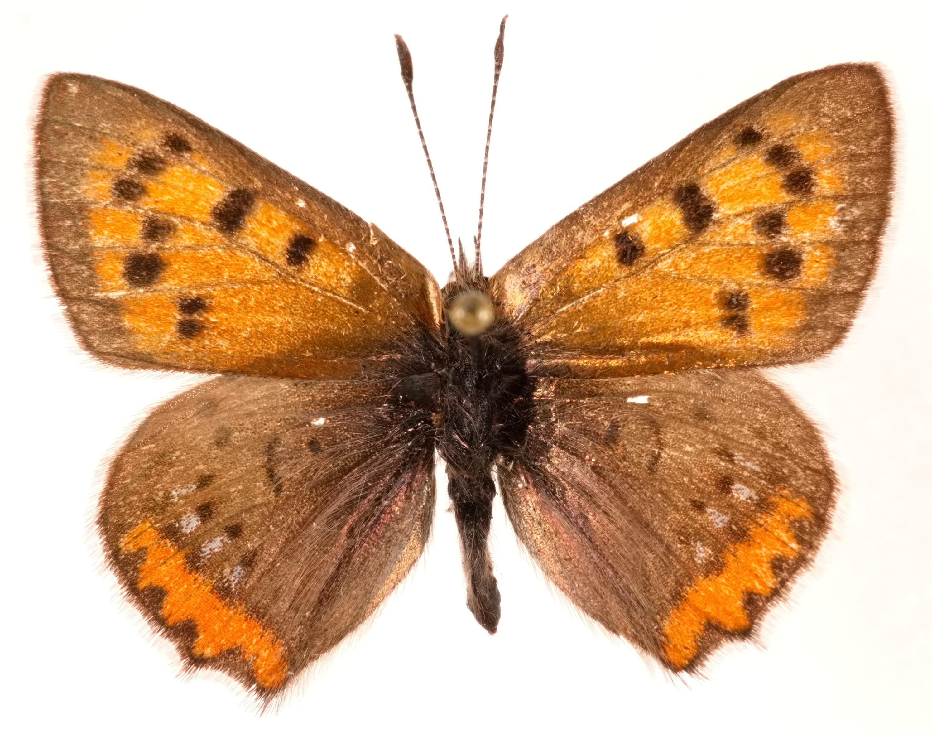 Species Page: American Copper (Lycaena phlaeas) – Nebraska Lepidoptera ...