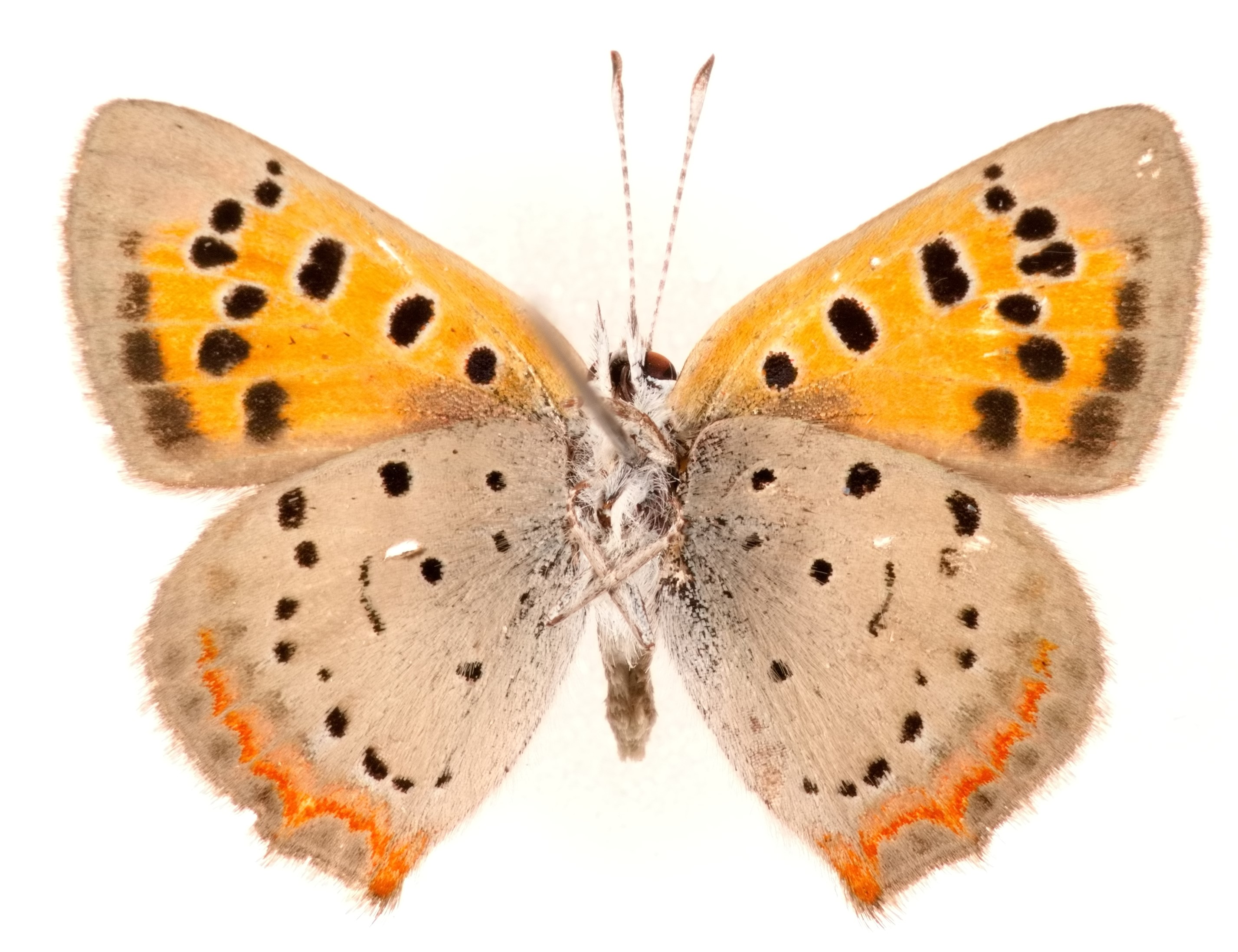 Species Page: American Copper (Lycaena phlaeas) – Nebraska Lepidoptera ...