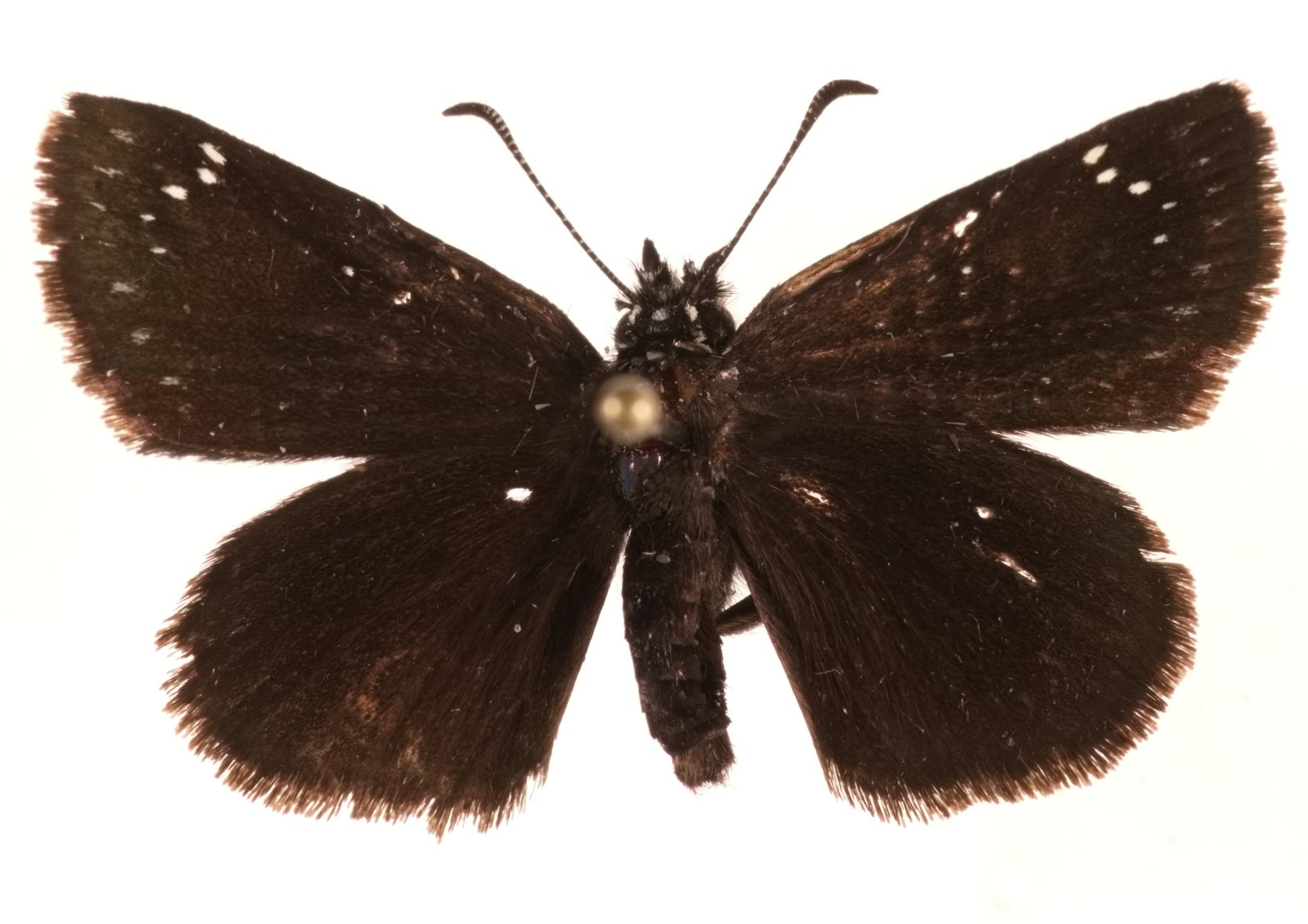 Species Page: Common Sootywing (Pholisora catullus) – Nebraska ...