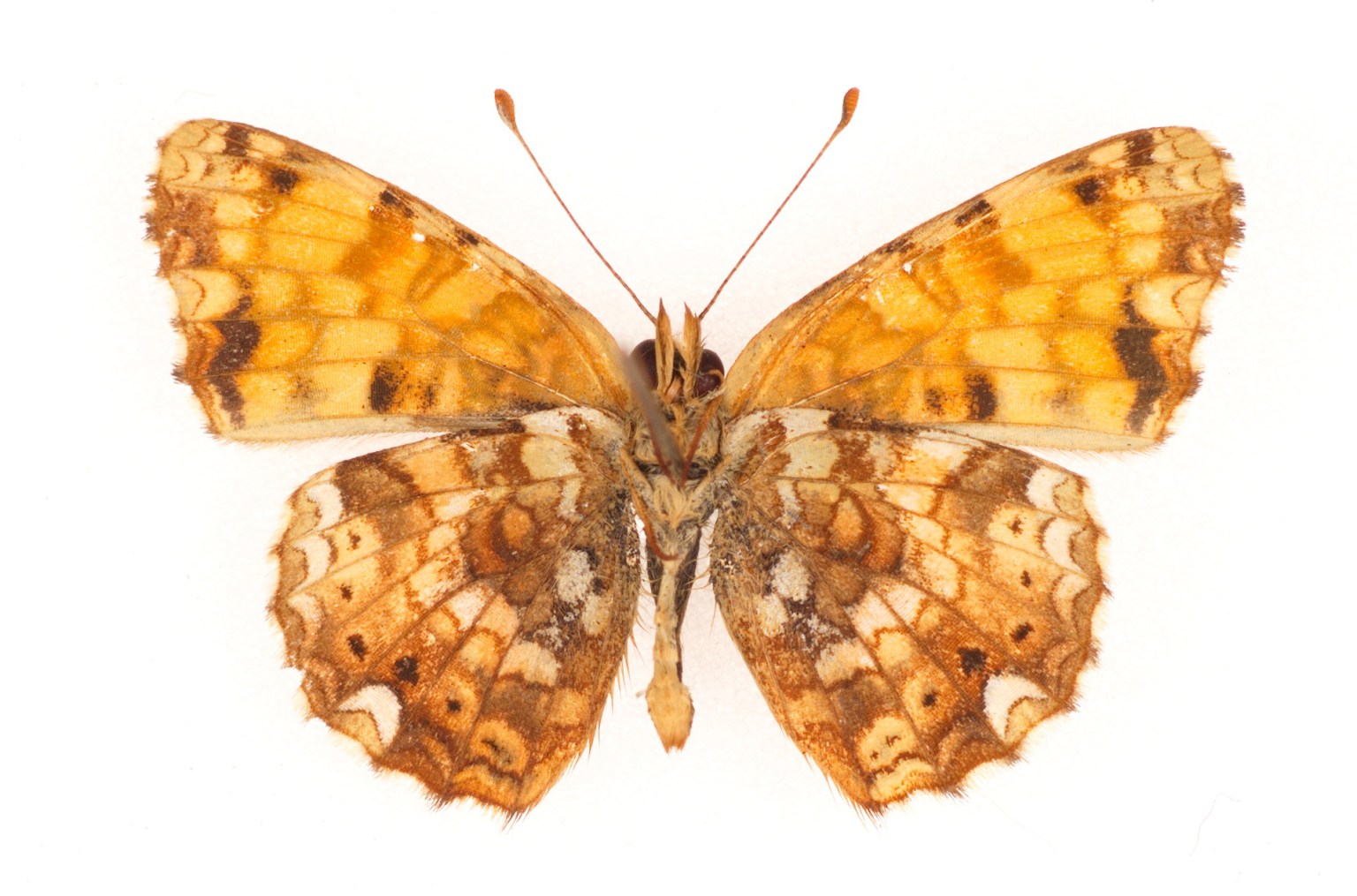 Deciphering Butterflies: Crescents – Nebraska Lepidoptera: A Guide to ...