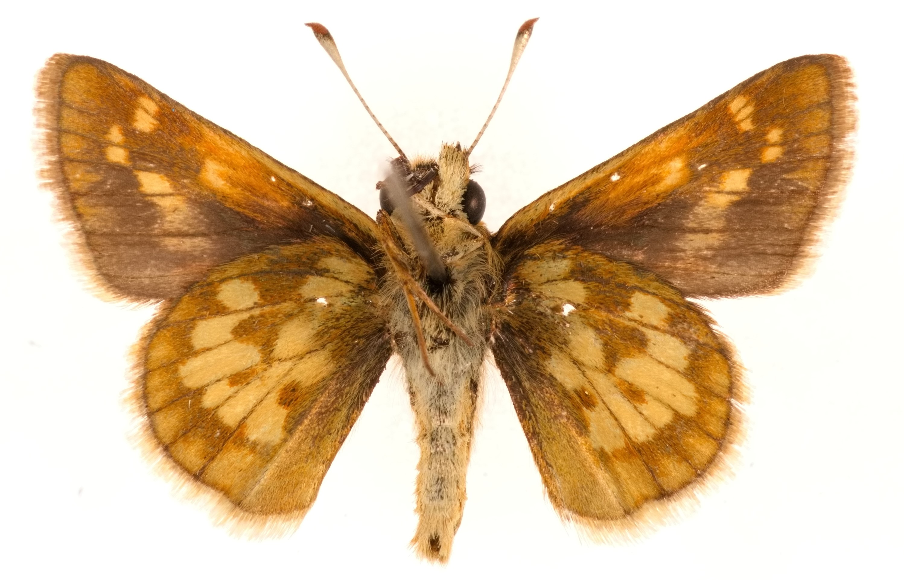 Species Page: Peck’s Skipper (Polites peckius) – Nebraska Lepidoptera ...