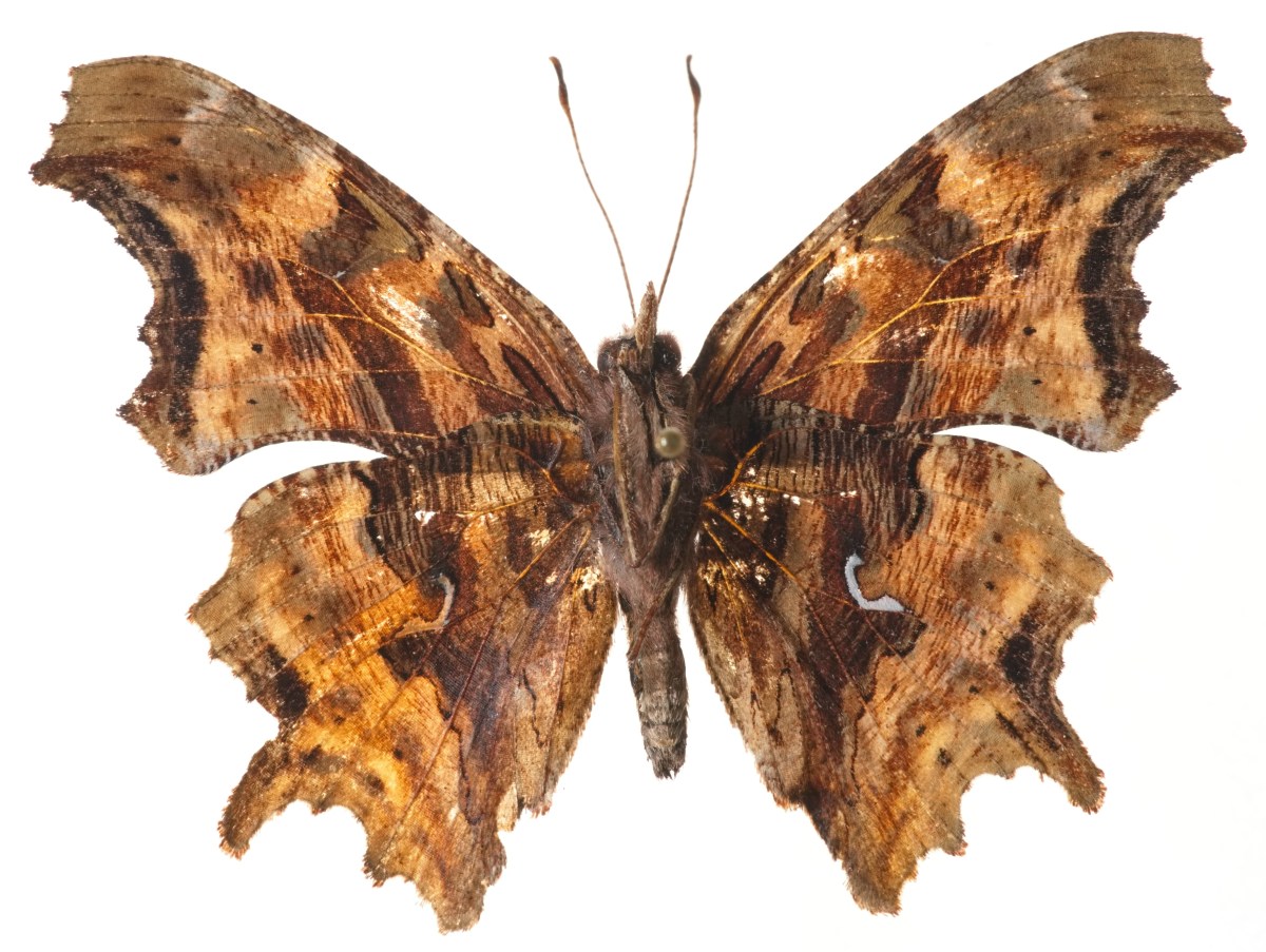 Species Page: Satyr Anglewing (Polygonia satyrus) – Nebraska ...