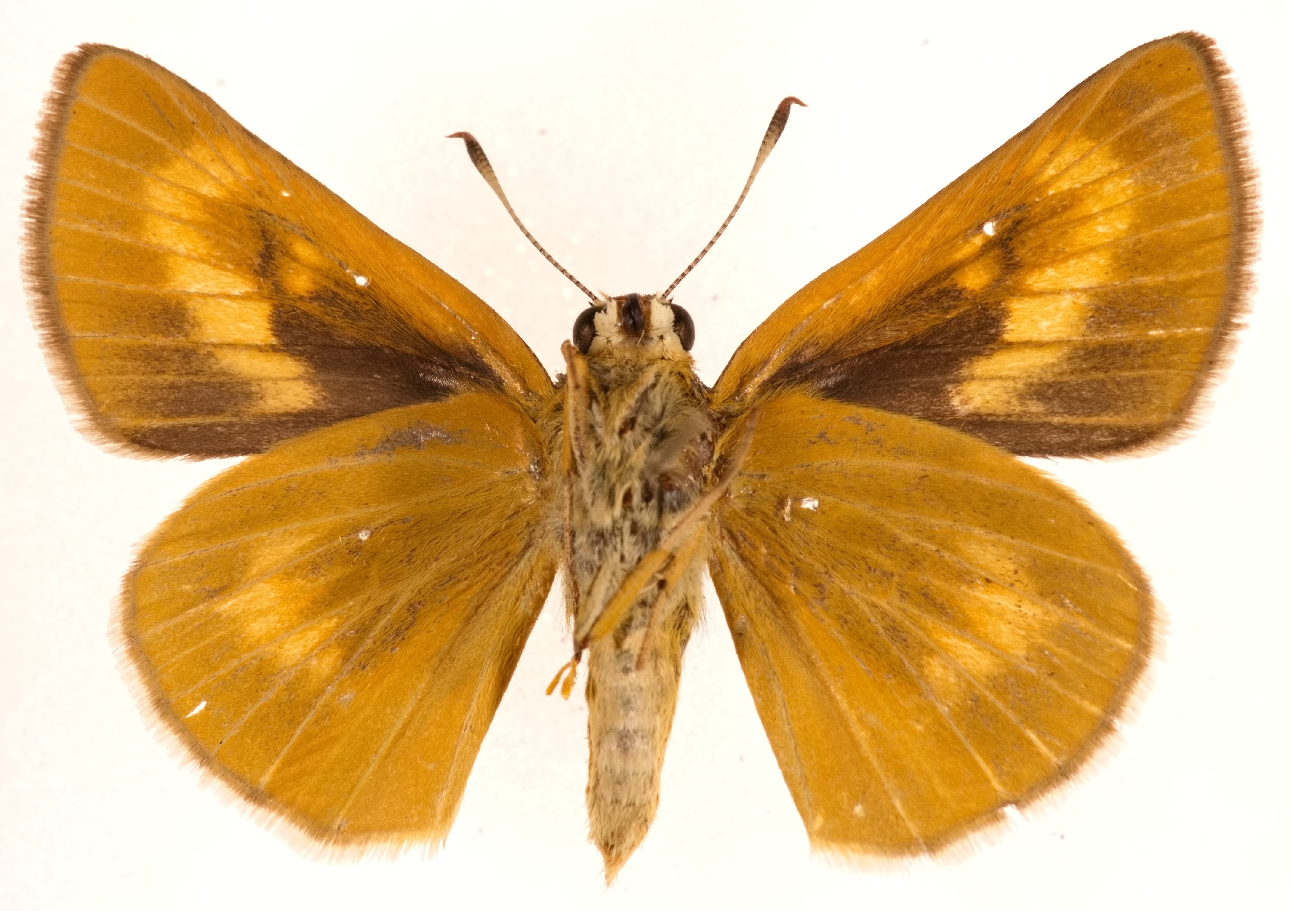 Species Page: Byssus Skipper (Problema byssus) – Nebraska Lepidoptera ...