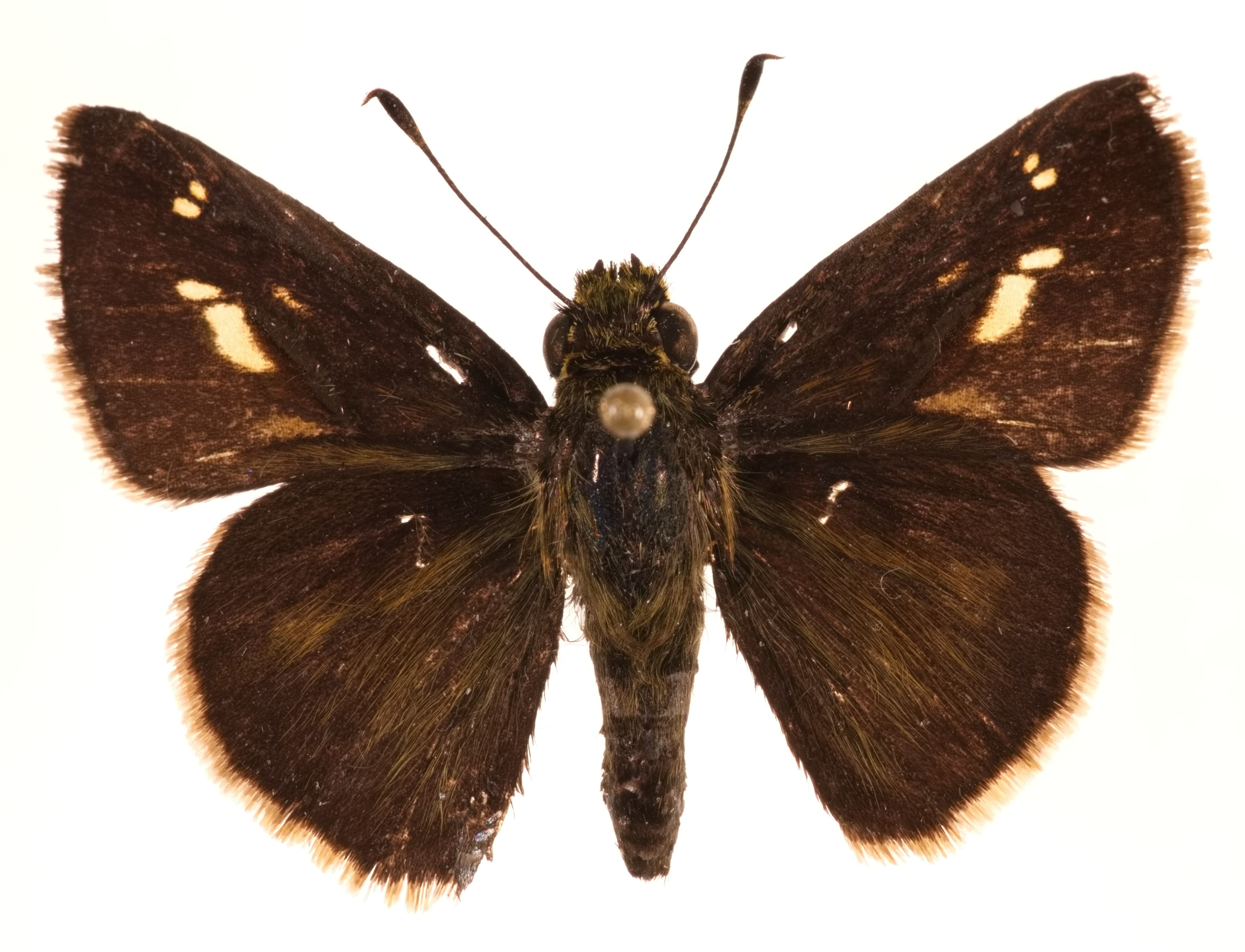 Species Page: Little Glassywing (Vernia verna) – Nebraska Lepidoptera ...