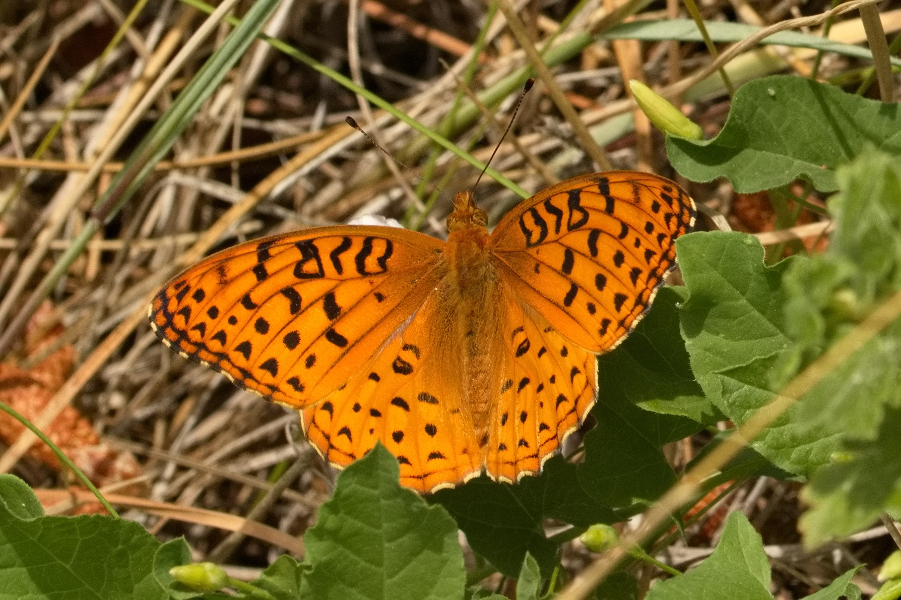 Species Page: Aphrodite Fritillary (Argynnis aphrodite) – Nebraska ...