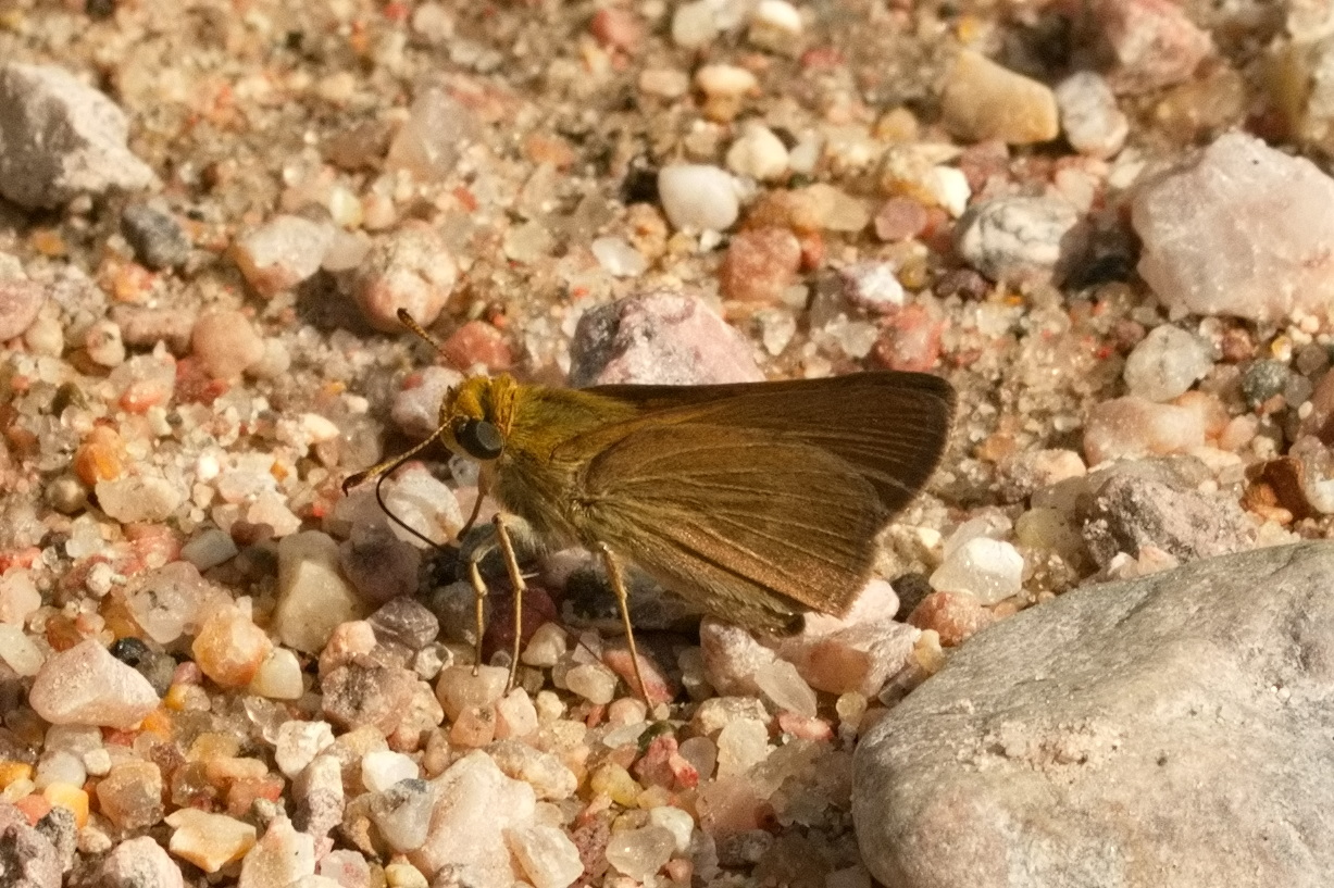 Species Page: Dun Skipper (Euphyes vestris) – Nebraska Lepidoptera: A ...