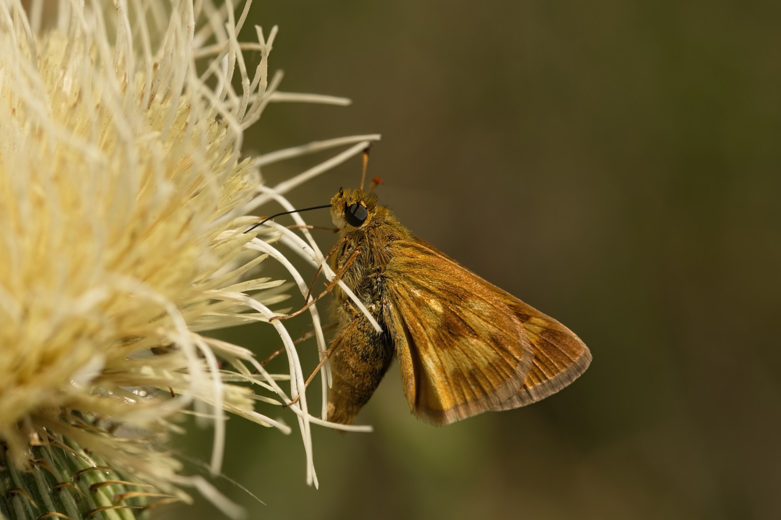 Species Page: Long Dash (Polites mystic) – Nebraska Lepidoptera: A ...