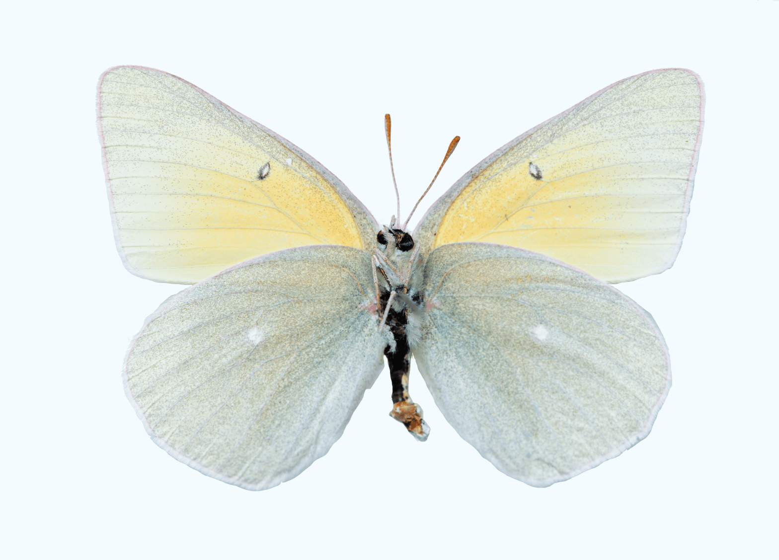 Species Page: Queen Alexandra’s Sulphur (Colias alexandra) – Nebraska ...