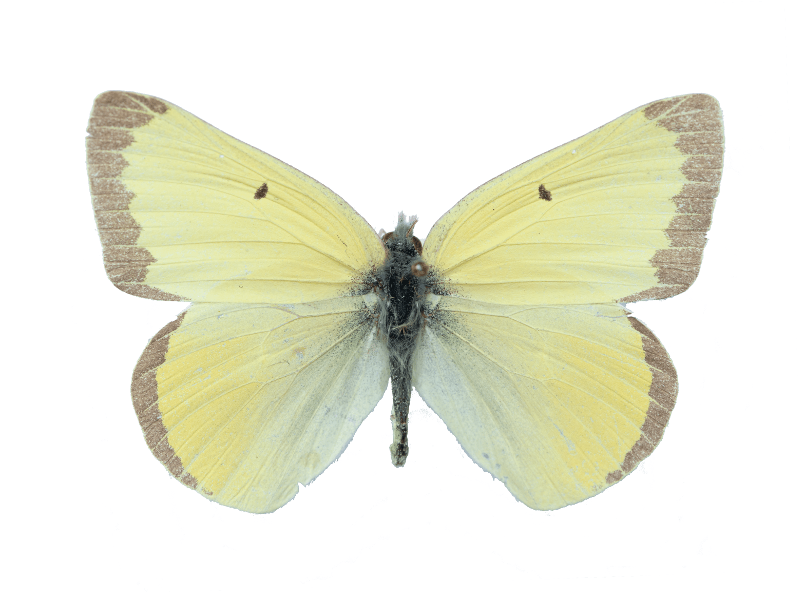 Species Page: Queen Alexandra’s Sulphur (Colias alexandra) – Nebraska ...