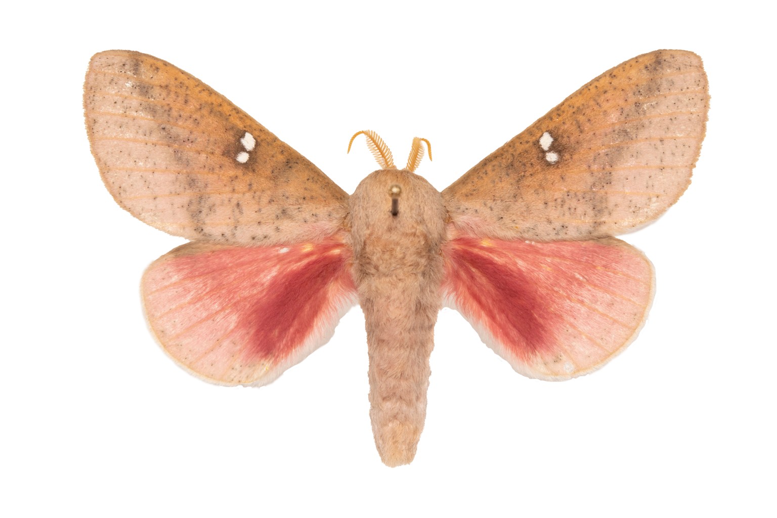 Nebraska Moths List – Nebraska Lepidoptera: A Guide to Nebraska ...