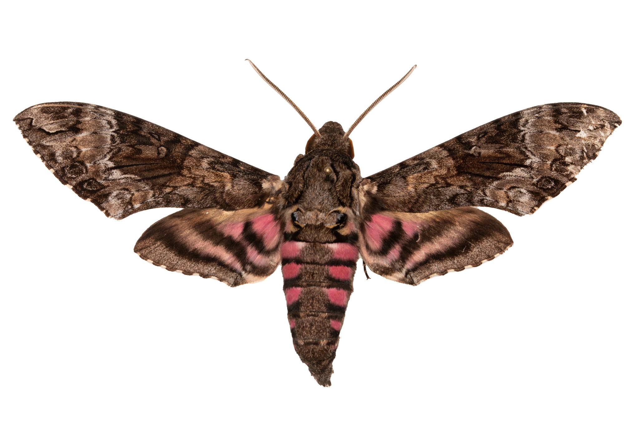 Nebraska Moths List – Nebraska Lepidoptera: A Guide to Nebraska ...