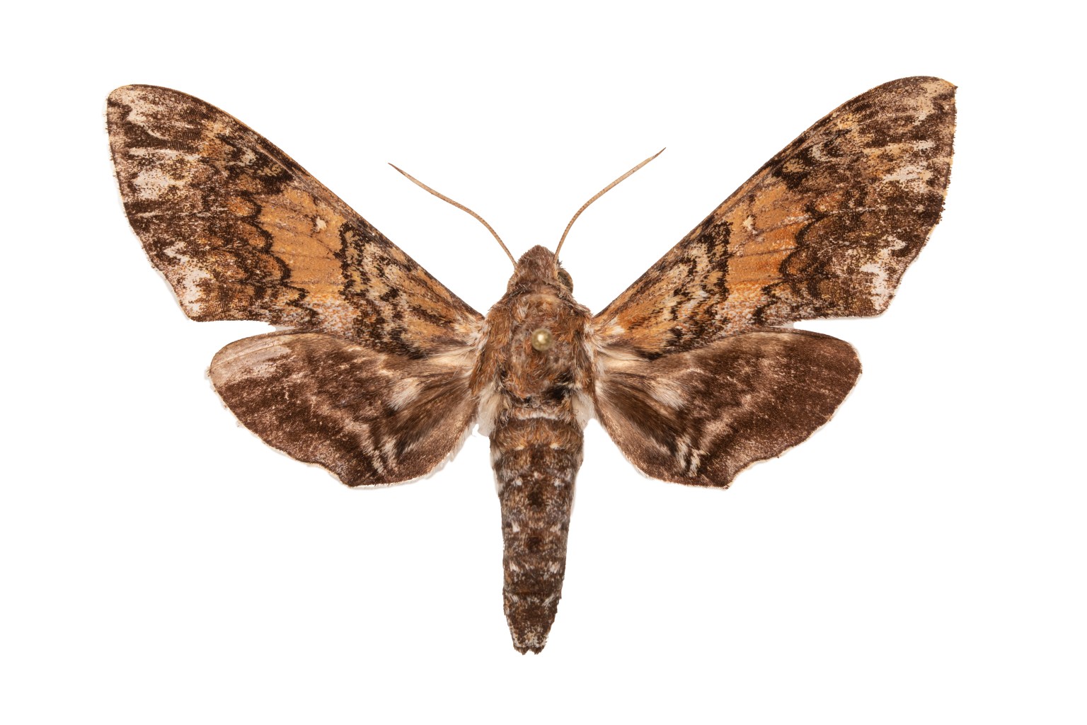 Nebraska Moths List – Nebraska Lepidoptera: A Guide to Nebraska ...