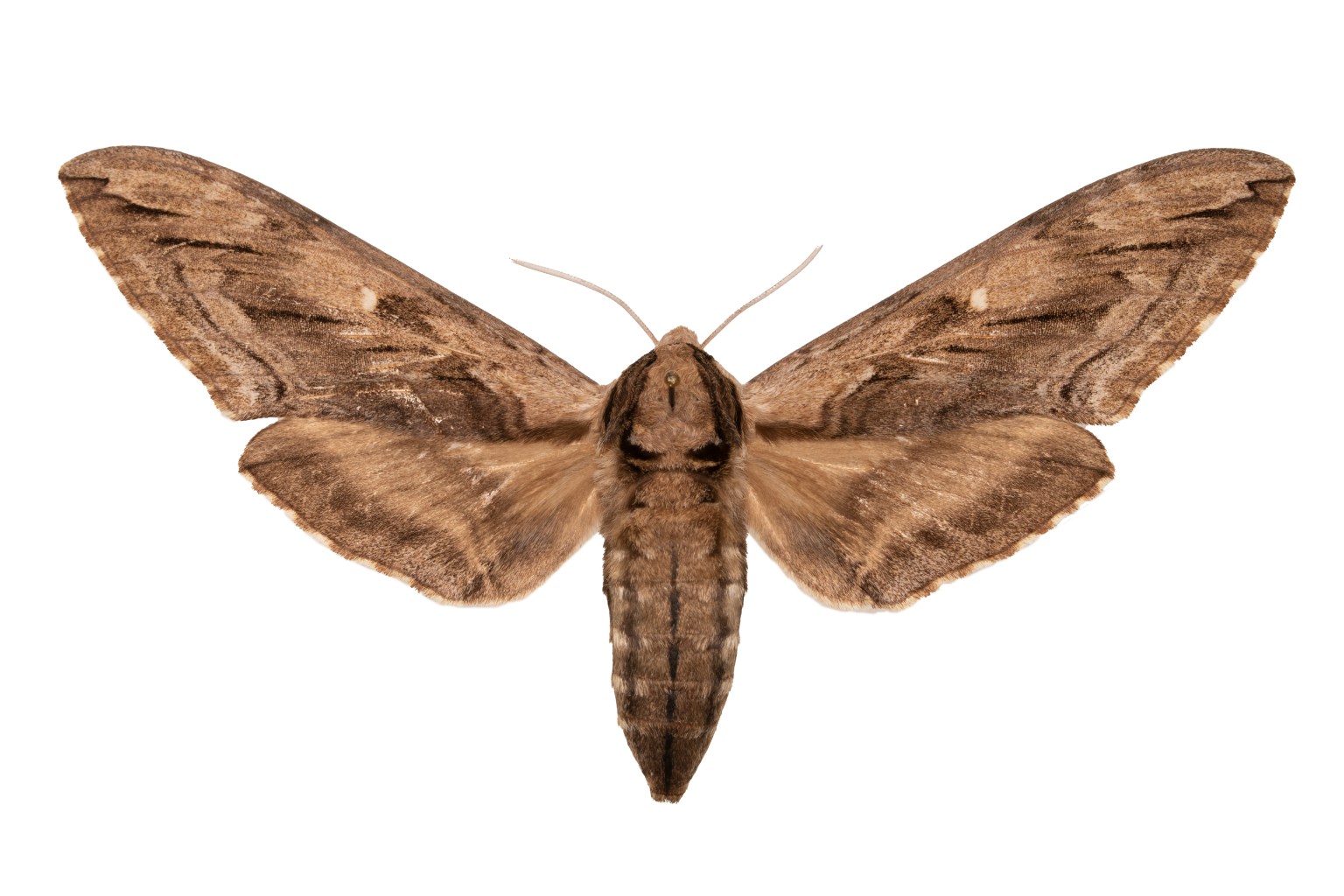 Nebraska Moths List – Nebraska Lepidoptera: A Guide to Nebraska ...