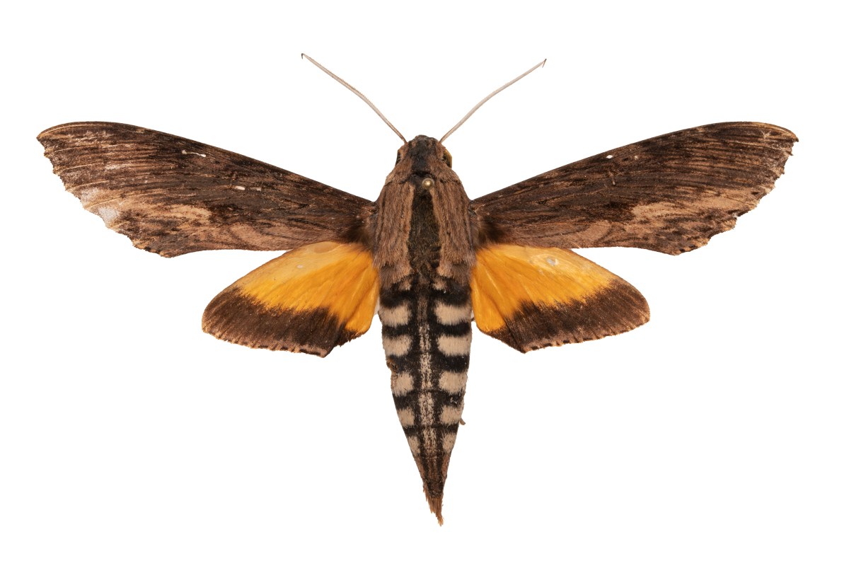 #7832 alope – Nebraska Lepidoptera: A Guide to Nebraska Butterflies and ...