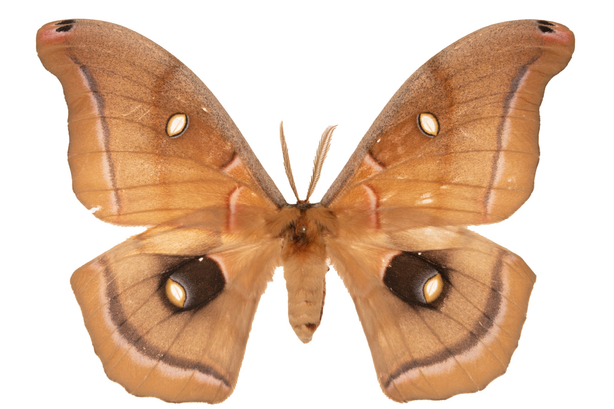 Nebraska Moths List – Nebraska Lepidoptera: A Guide to Nebraska ...
