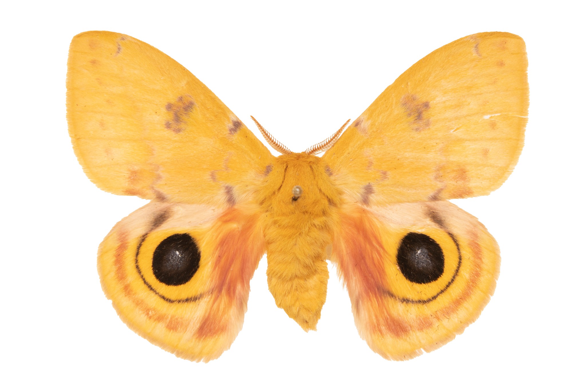 Nebraska Moths List – Nebraska Lepidoptera: A Guide to Nebraska ...