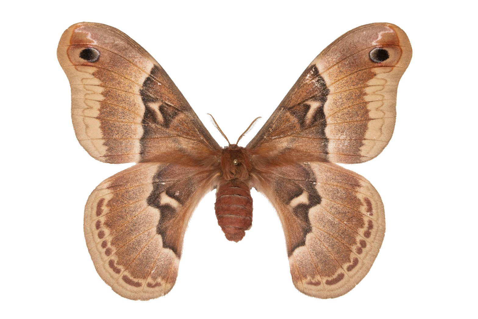 #7764 promethea – Nebraska Lepidoptera: A Guide to Nebraska Butterflies ...