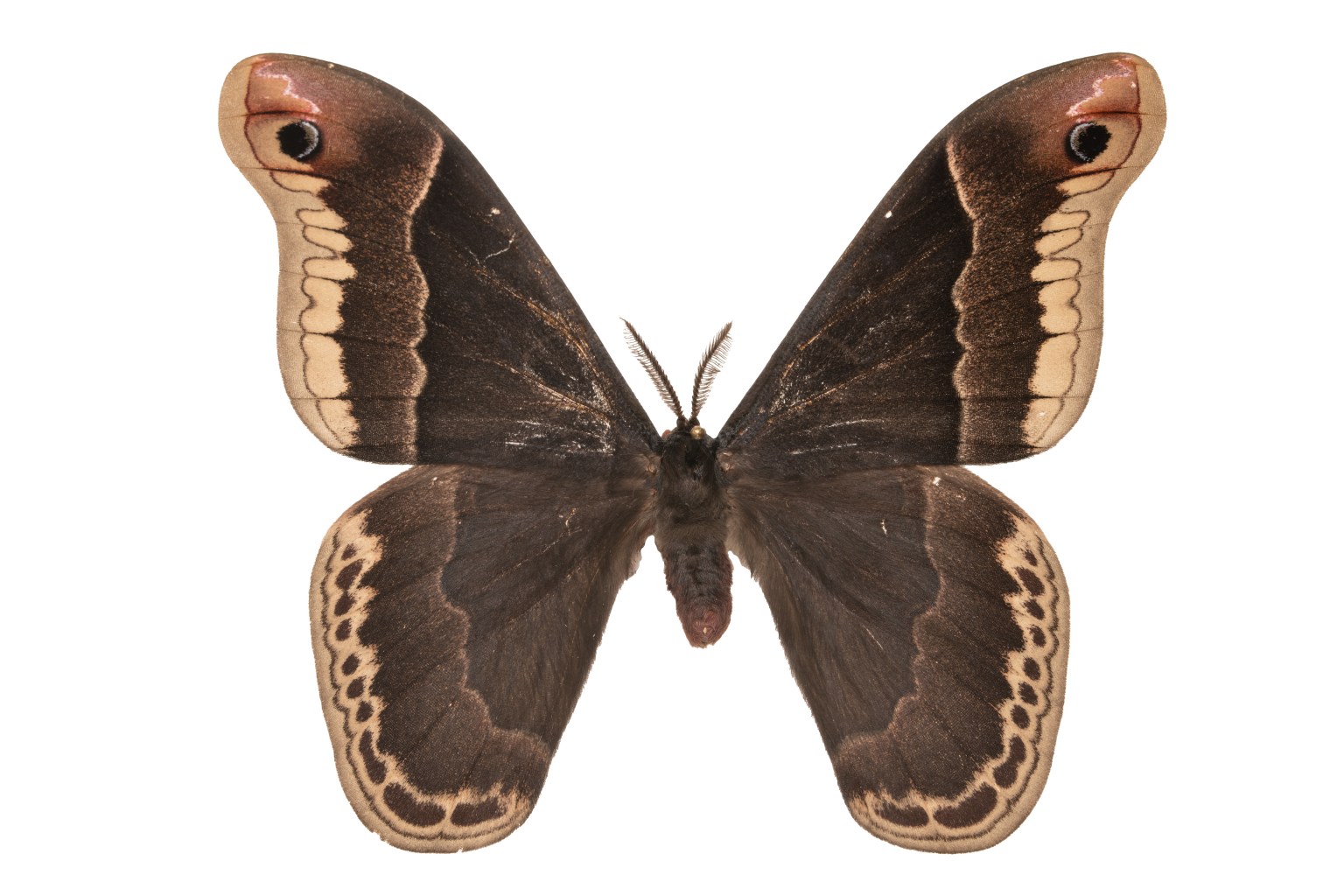 Nebraska Moths List – Nebraska Lepidoptera: A Guide to Nebraska ...