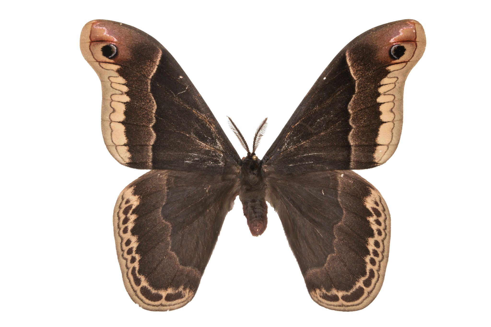 Nebraska Moths List – Nebraska Lepidoptera: A Guide to Nebraska ...