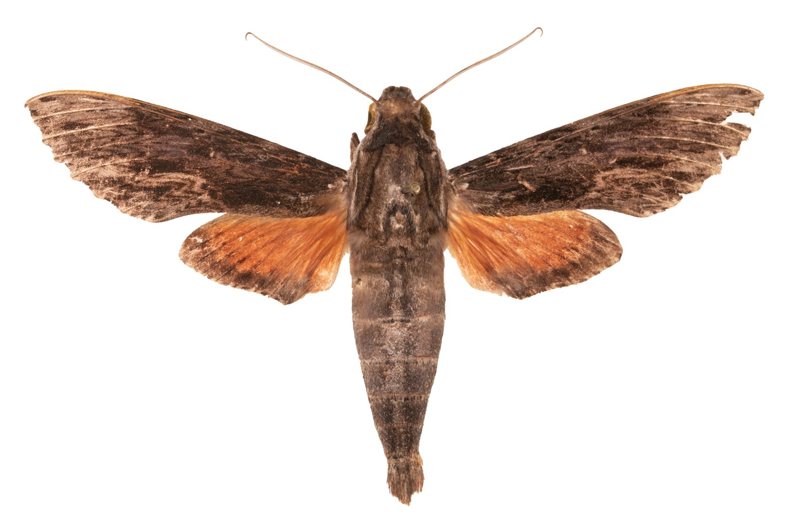 #7836 crameri – Nebraska Lepidoptera: A Guide to Nebraska Butterflies ...