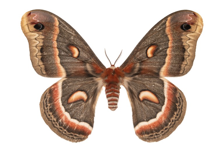 Nebraska Moths List – Nebraska Lepidoptera: A Guide to Nebraska ...