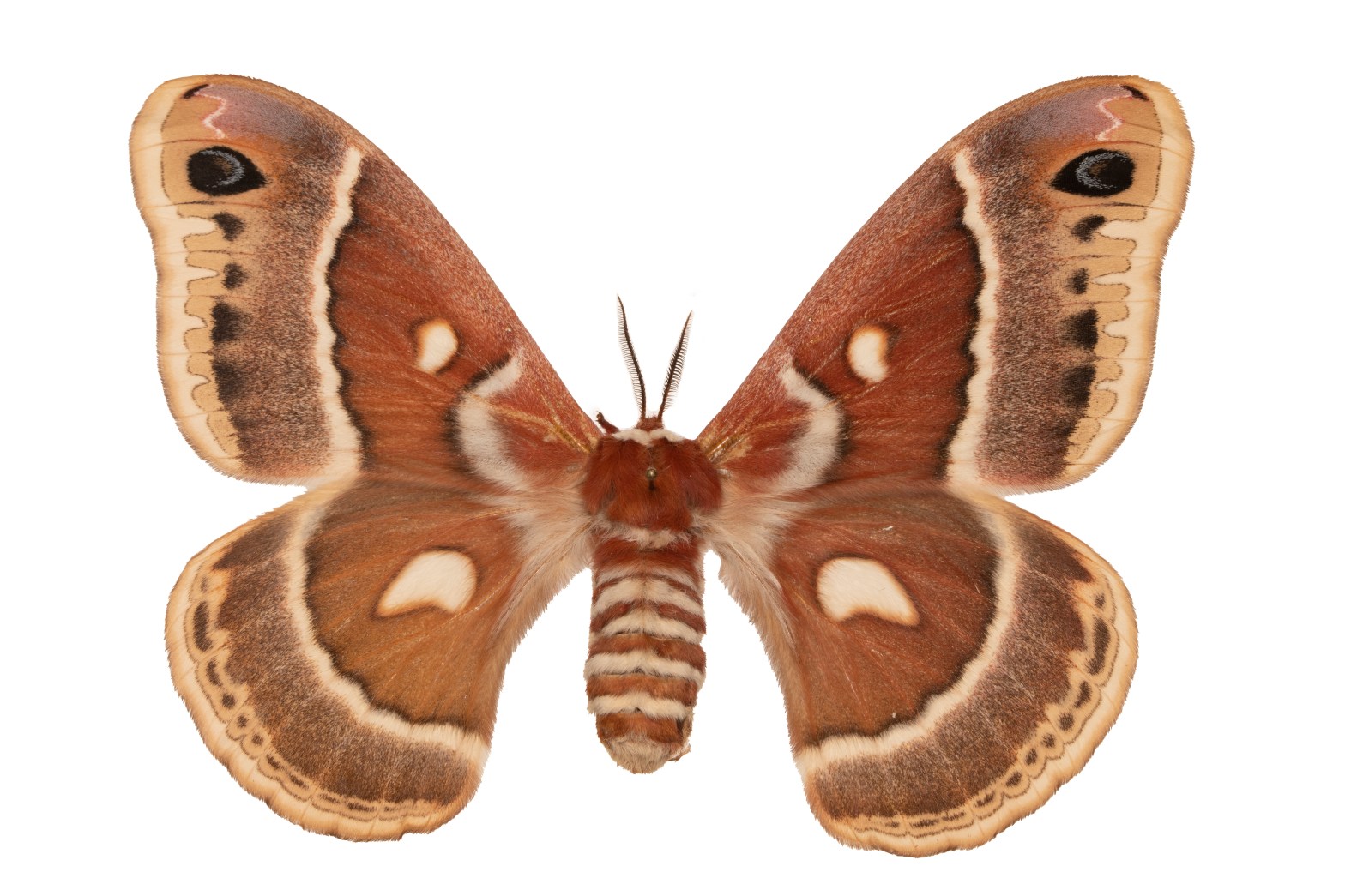 Nebraska Moths List – Nebraska Lepidoptera: A Guide to Nebraska ...