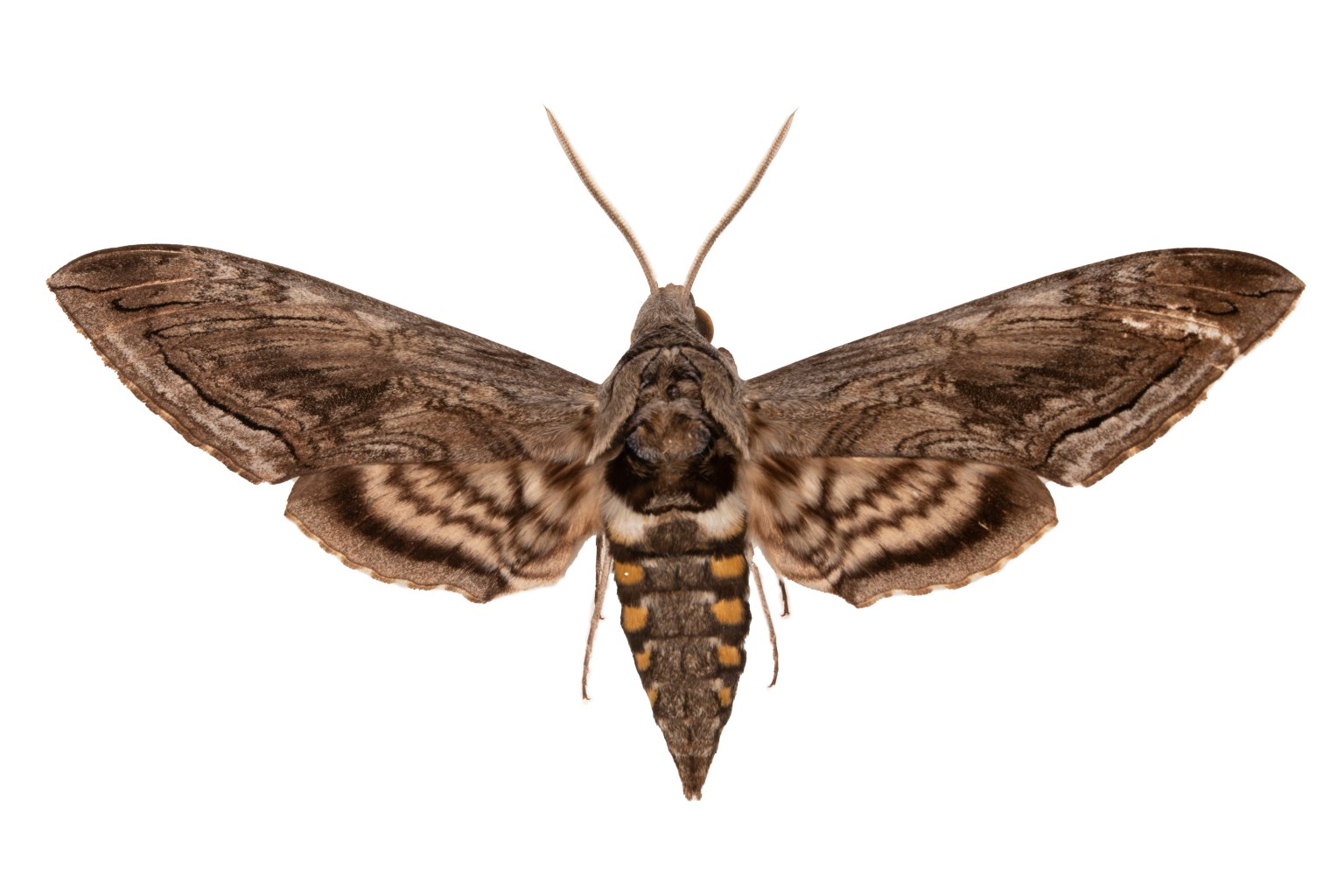 Nebraska Moths List – Nebraska Lepidoptera: A Guide to Nebraska ...