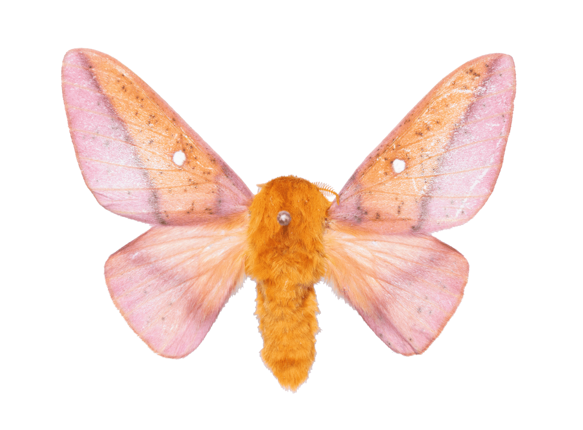 Nebraska Moths List – Nebraska Lepidoptera: A Guide to Nebraska ...