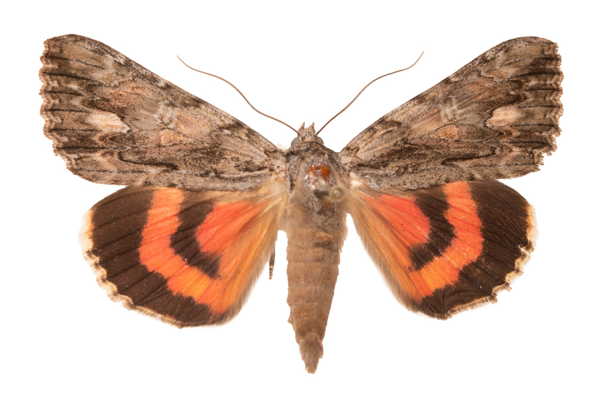 Catocala coccinata – Nebraska Lepidoptera: A Guide to Nebraska ...