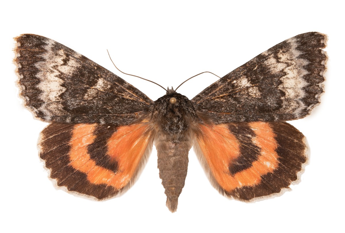 Catocala grotiana – Nebraska Lepidoptera: A Guide to Nebraska Butterflies and Moths