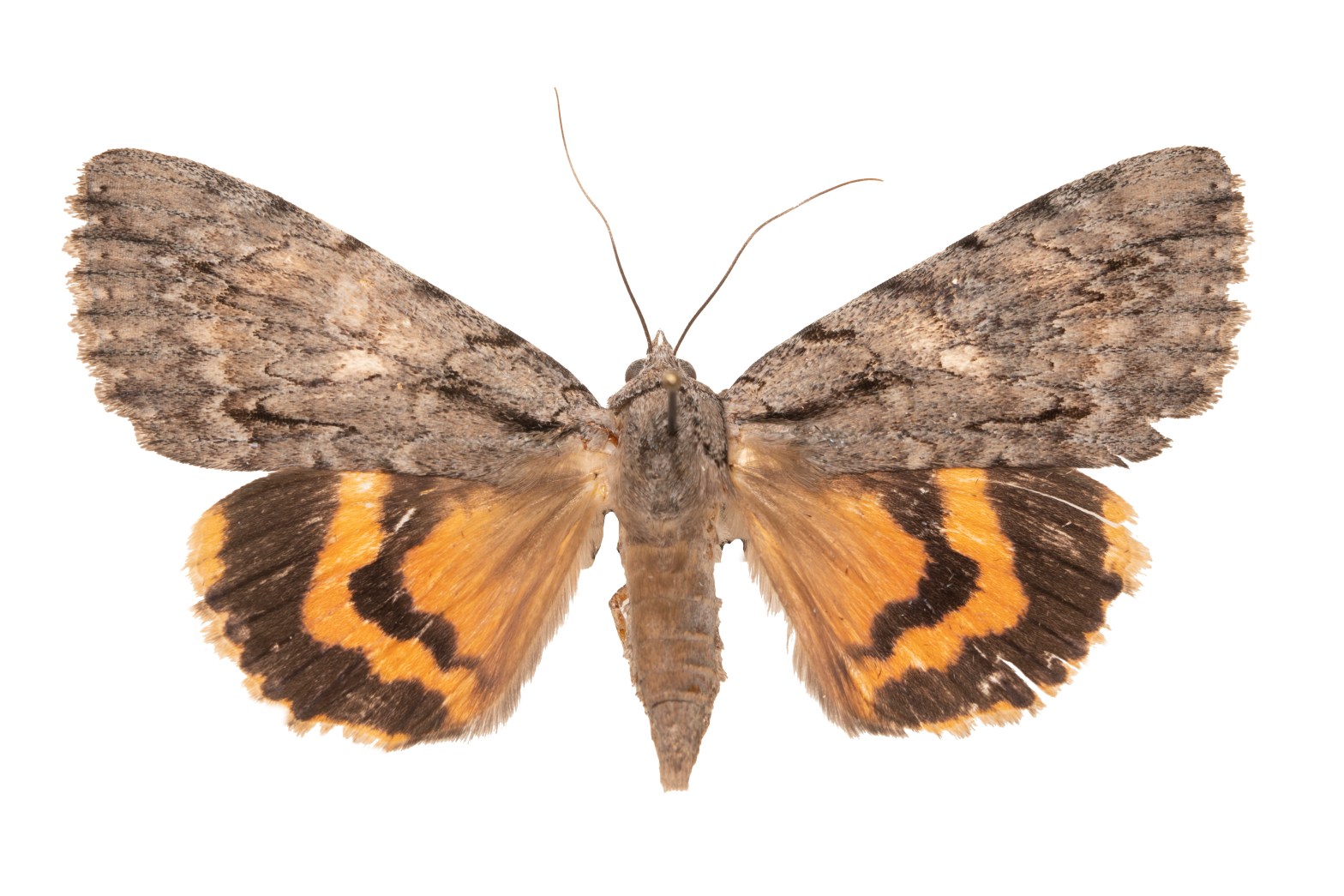 #8778 habilis – Nebraska Lepidoptera: A Guide to Nebraska Butterflies ...