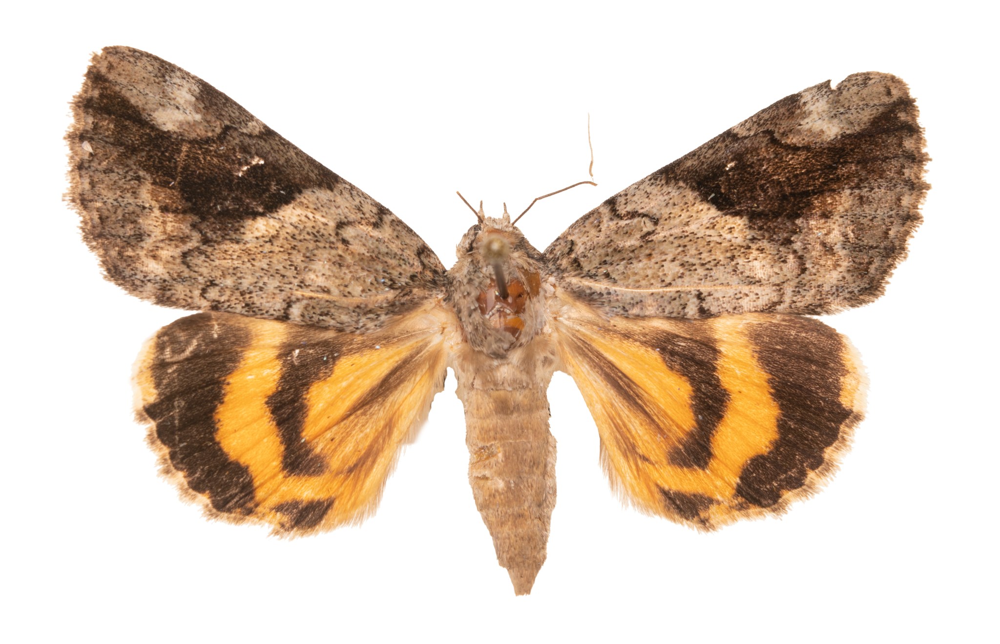 #8876 micronympha – Nebraska Lepidoptera: A Guide to Nebraska ...