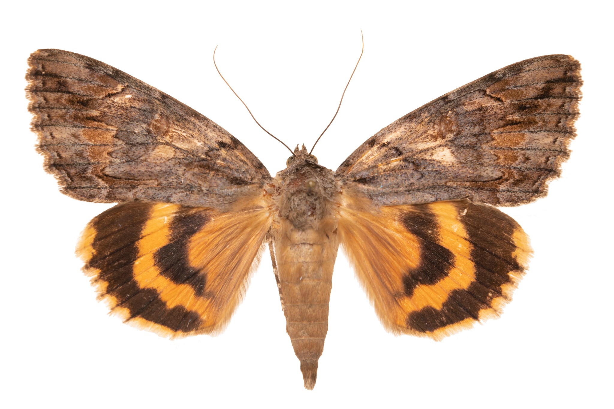 Catocala neogama – Nebraska Lepidoptera: A Guide to Nebraska ...