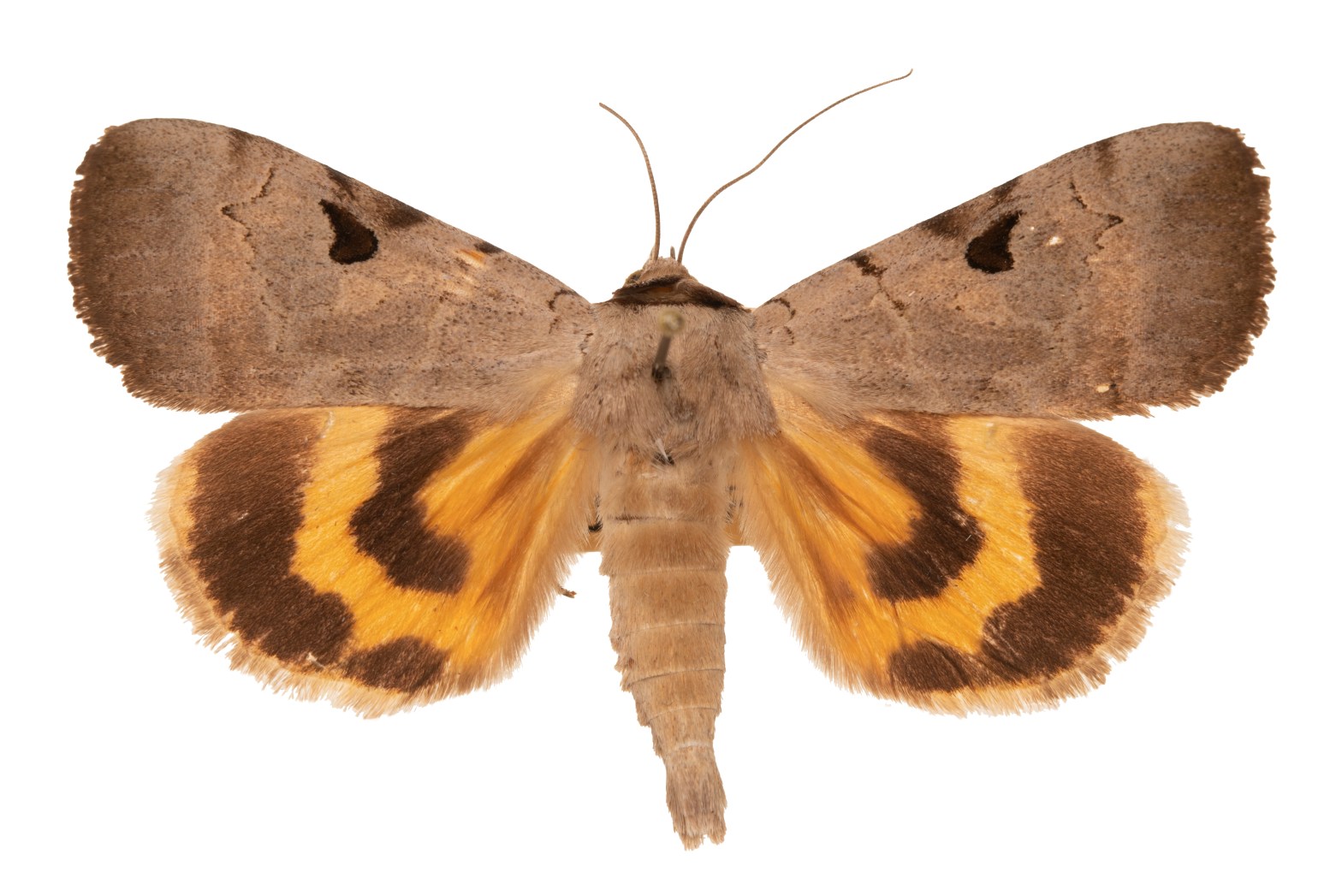 #8842 nuptialis – Nebraska Lepidoptera: A Guide to Nebraska Butterflies ...