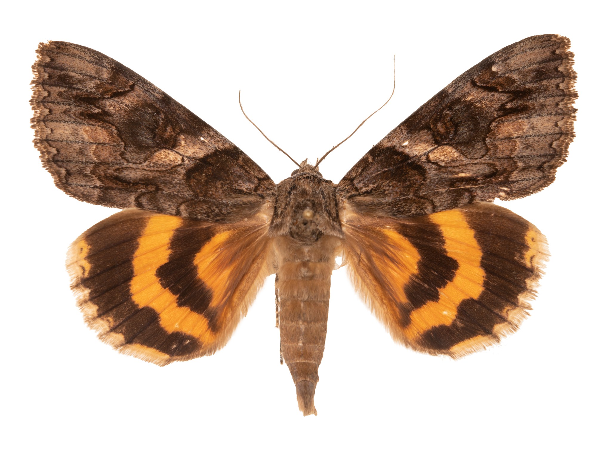 Catocala piatrix – Nebraska Lepidoptera: A Guide to Nebraska ...