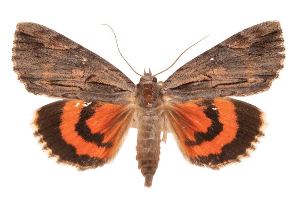 Catocala ultronia – Nebraska Lepidoptera: A Guide to Nebraska ...
