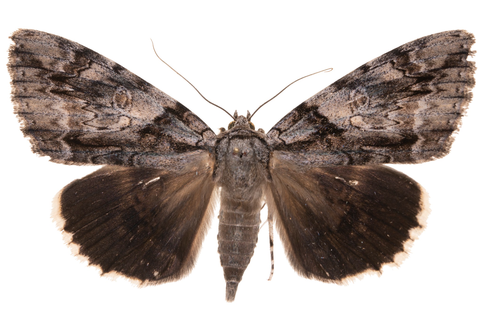 Catocala vidua – Nebraska Lepidoptera: A Guide to Nebraska Butterflies ...