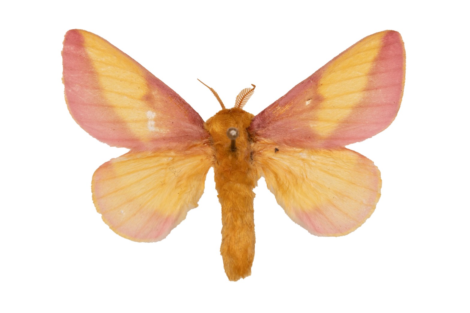 Nebraska Moths List – Nebraska Lepidoptera: A Guide to Nebraska ...