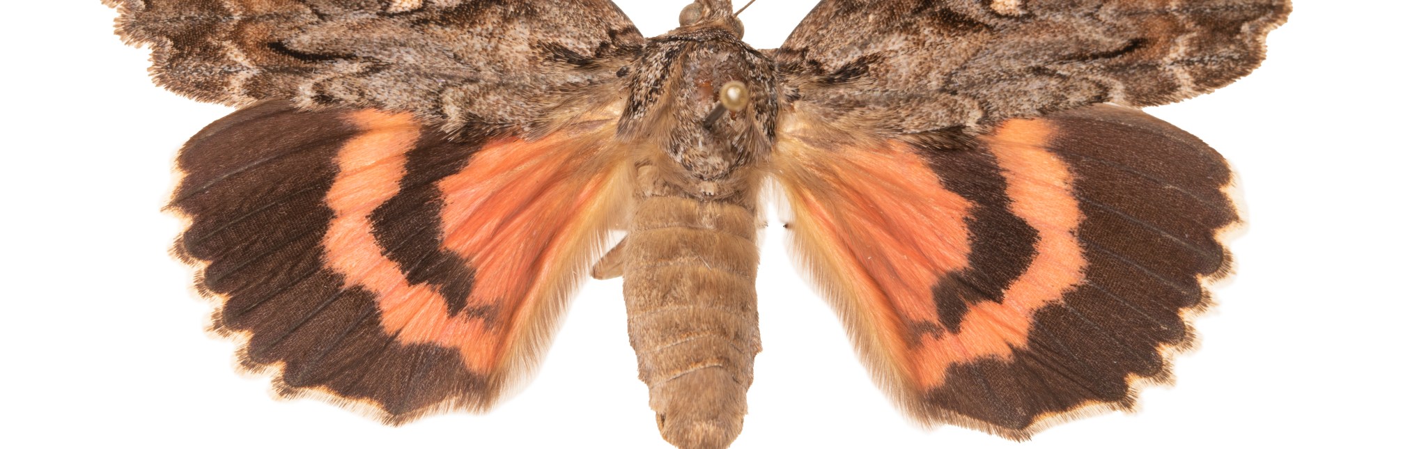 Deciphering Moths: Underwings – Nebraska Lepidoptera: A Guide to ...