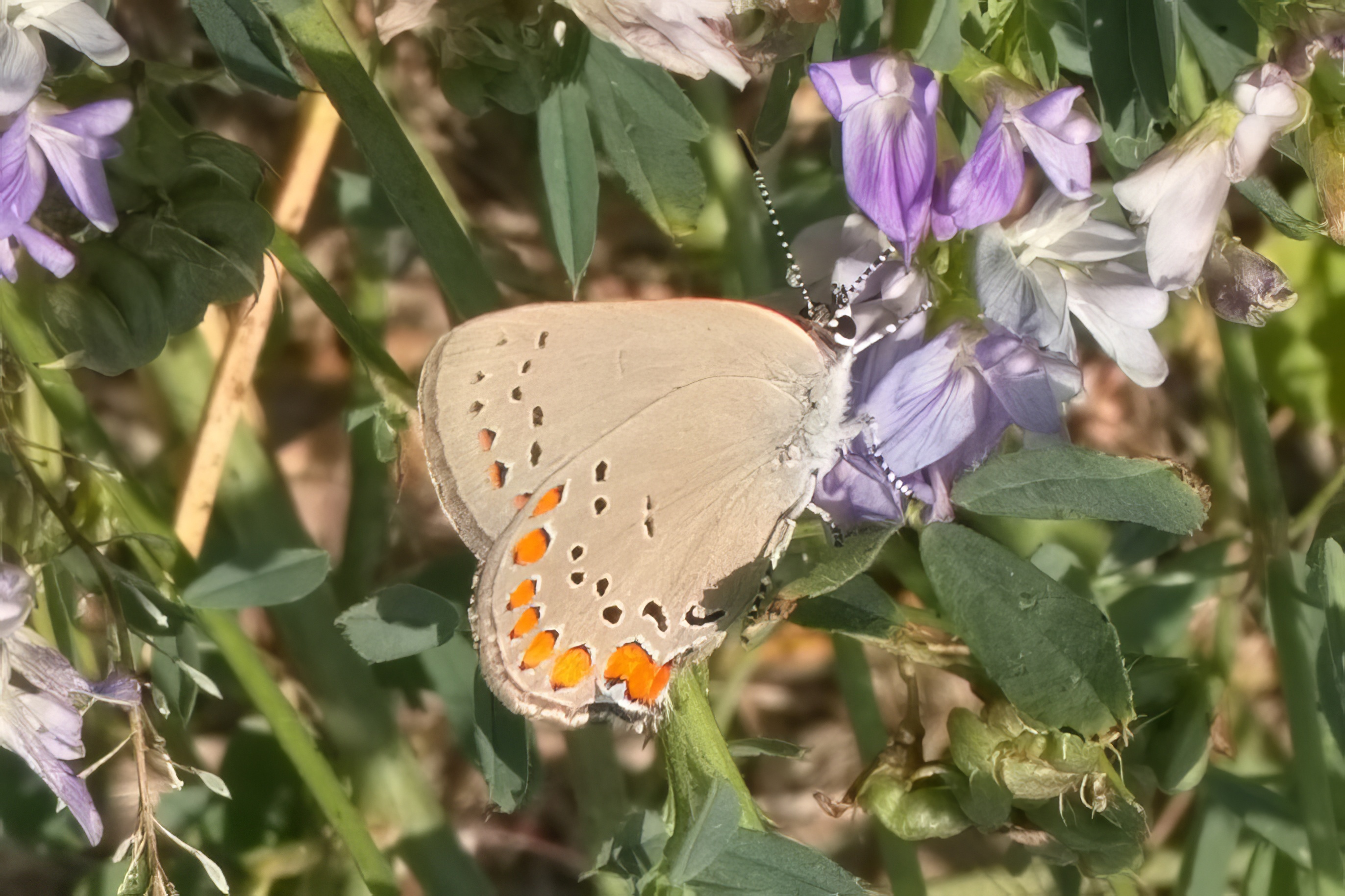 Blaine County Records – Nebraska Lepidoptera: A Guide to Nebraska ...