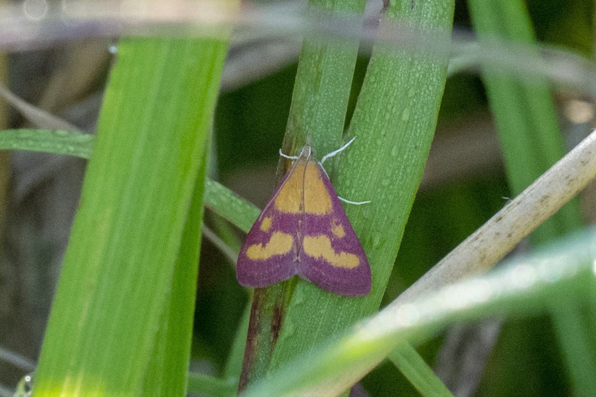 New Moth Records – Nebraska Lepidoptera: A Guide to Nebraska ...