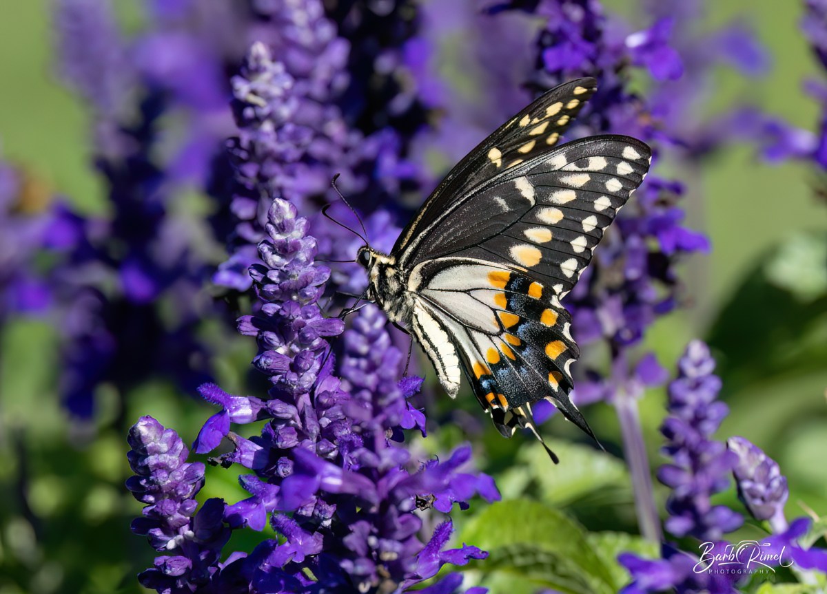 Cool New Butterflies!! – Nebraska Lepidoptera: A Guide to Nebraska ...