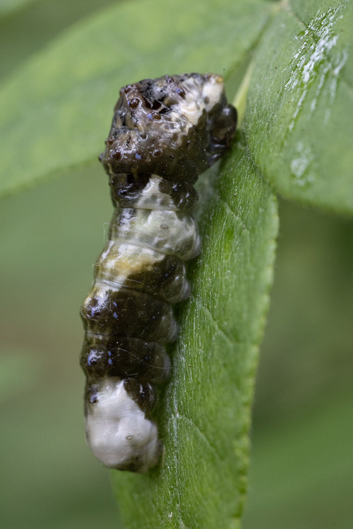 Niobrara Valley Preserve Annual Butterfly Count – Nebraska Lepidoptera ...