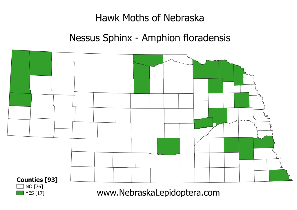 #7873 floridensis – Nebraska Lepidoptera: A Guide to Nebraska ...