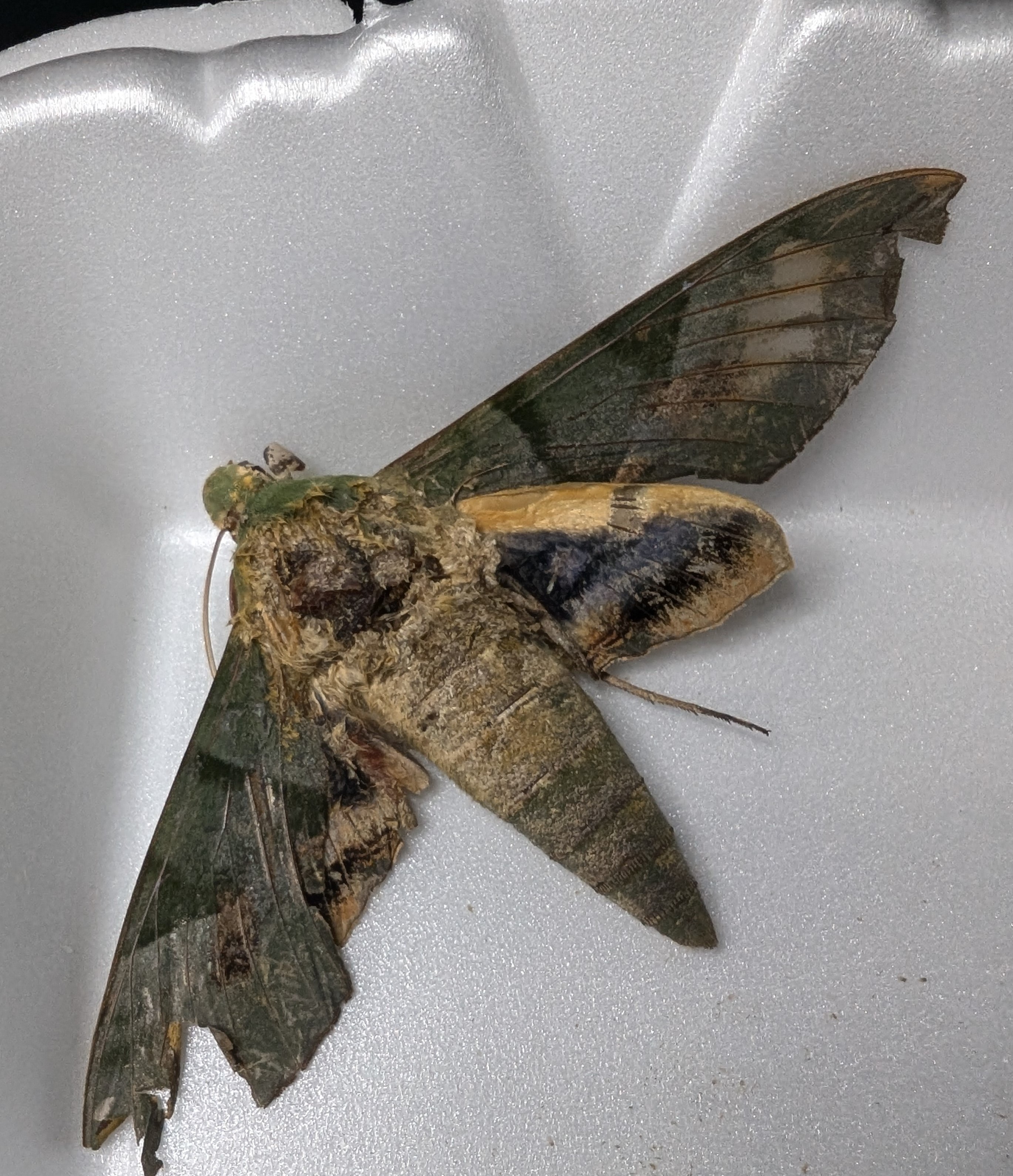 Two Late Sphinx Moth Records – Nebraska Lepidoptera: A Guide to ...
